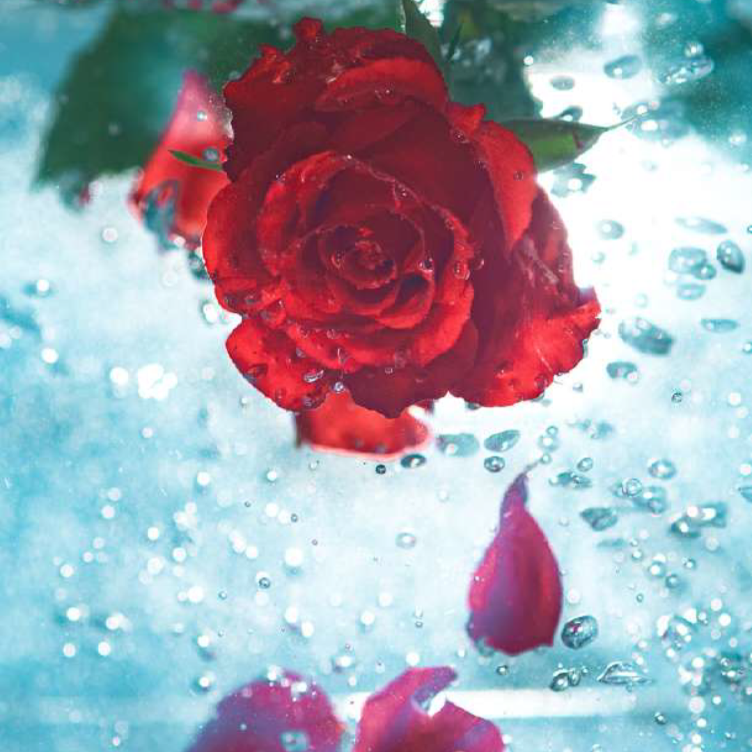 Ocean Rose Fragrance Oil - Zendour Fragrance Oil